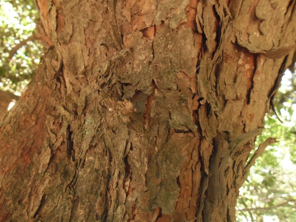 Big flowering feijoa trees (acca sellowiana) – Huertas Urbanas