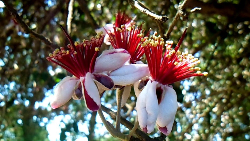 Big flowering feijoa trees (acca sellowiana) – Huertas Urbanas