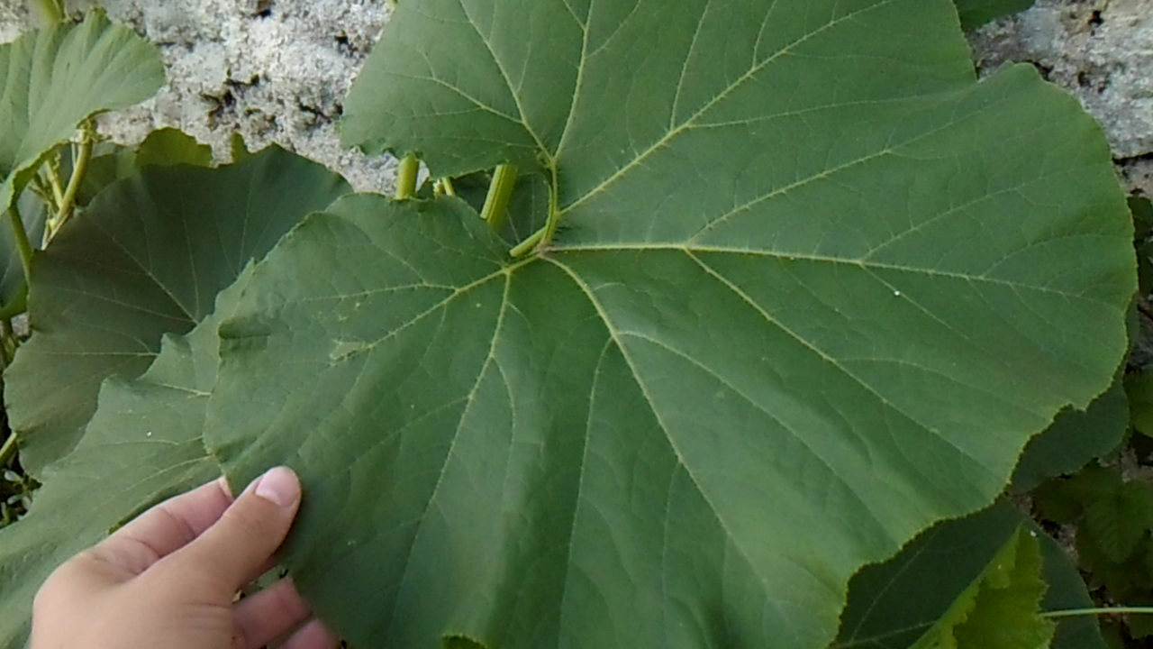 zapallos_capuro-3 – Huertas Urbanas