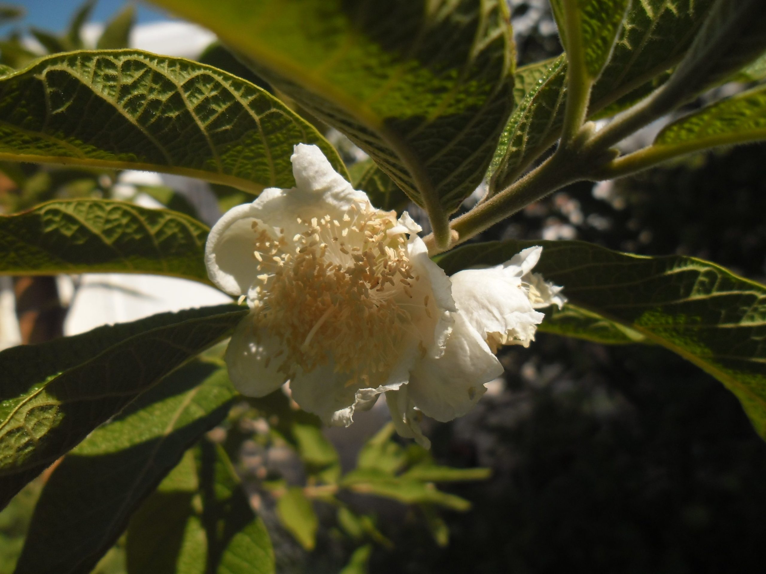 SAM_1976 – Huertas Urbanas