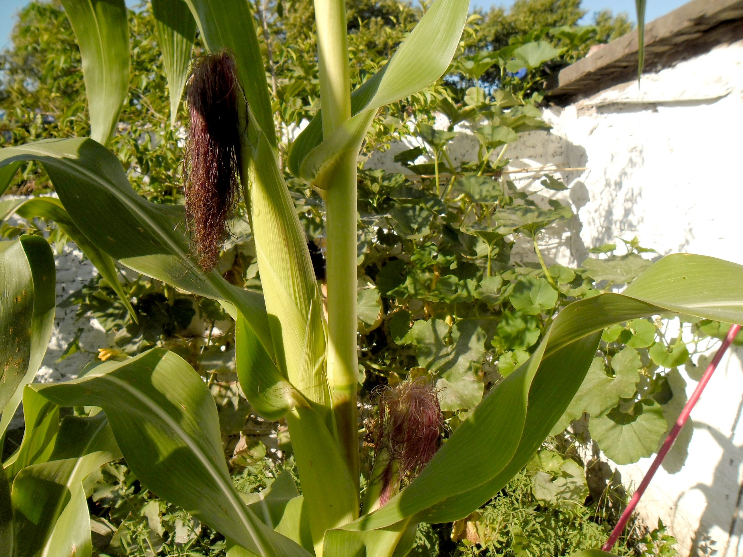 SAM_1999 – Huertas Urbanas