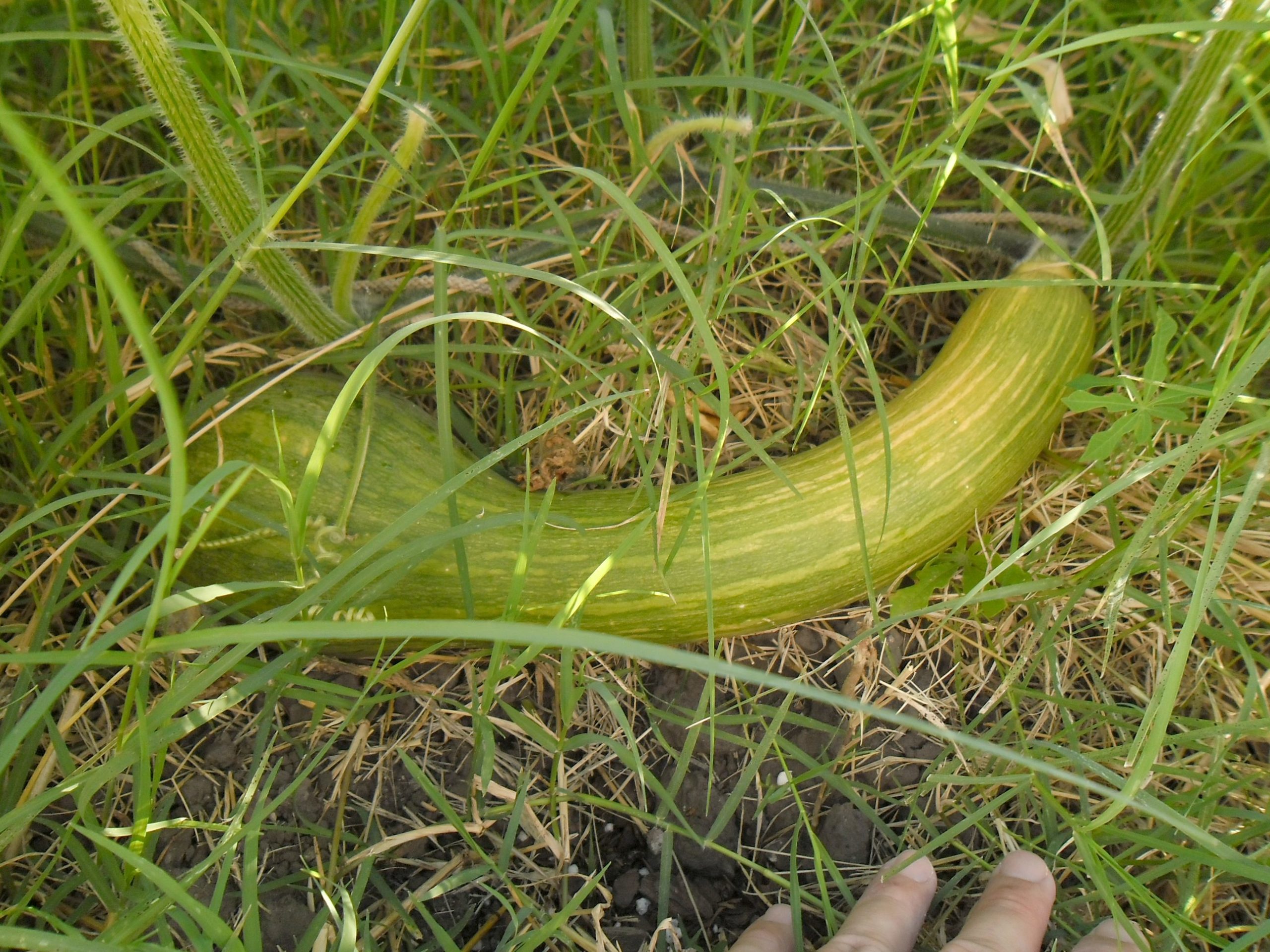 SAM_2006 – Huertas Urbanas