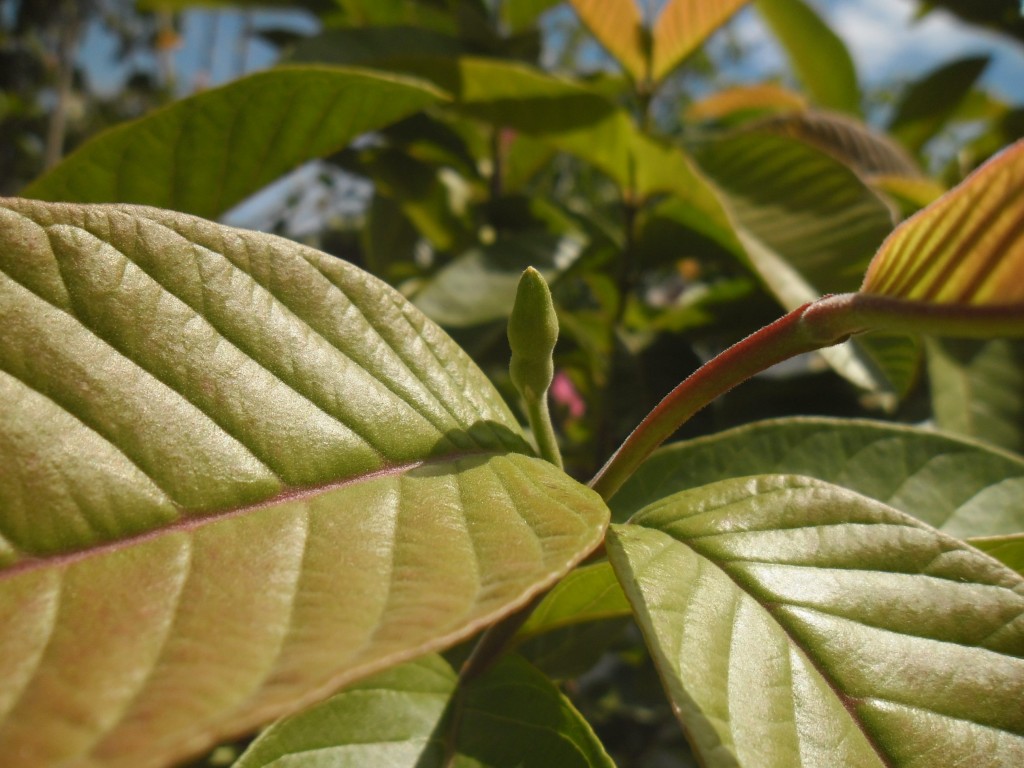 Guayaba floreciendo por primera vez – Huertas Urbanas