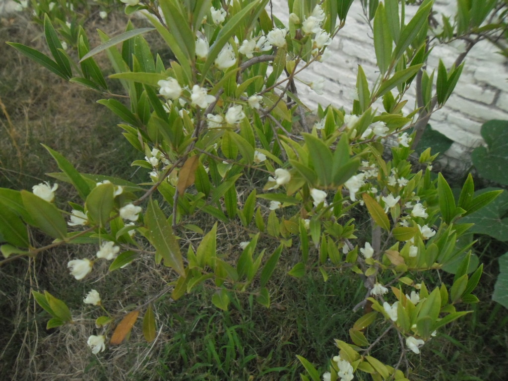 Espectacular floración de la uvaia (eugenia pyriformis) – Huertas Urbanas