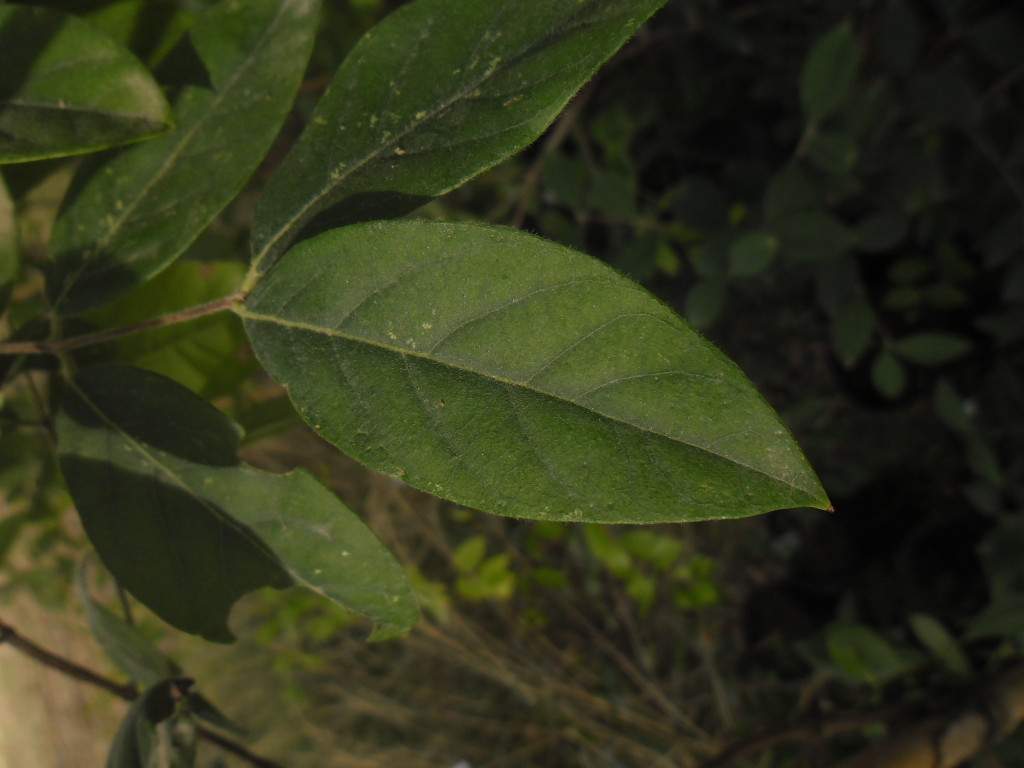 7 nuevas especies de frutales nativos – Huertas Urbanas