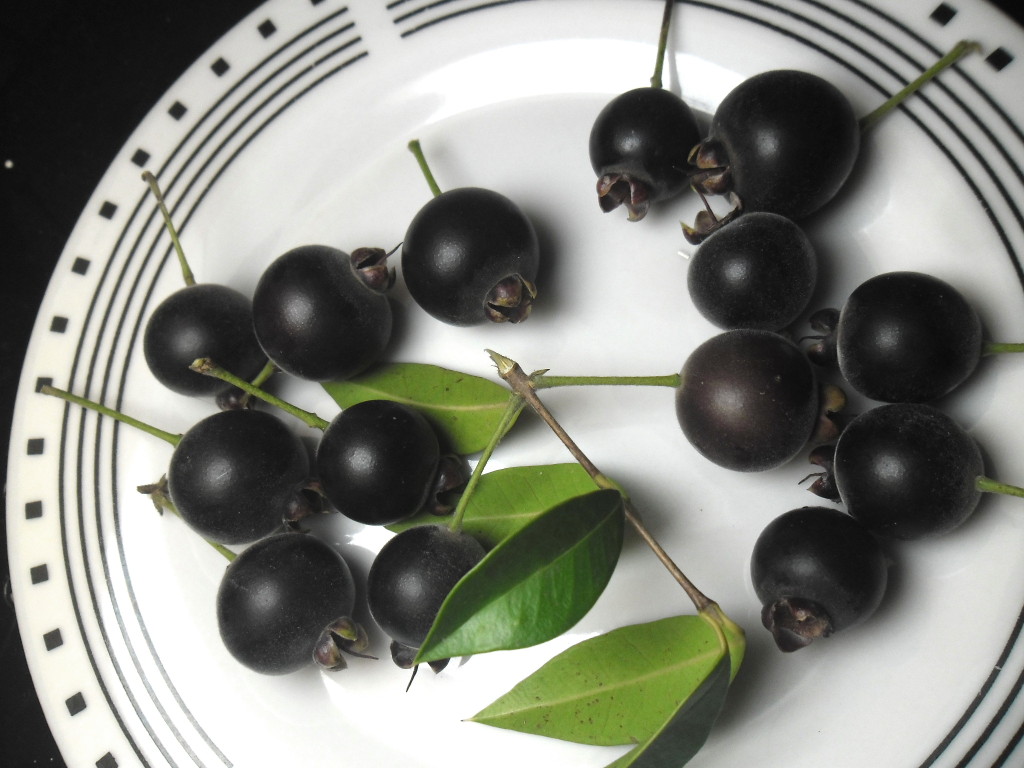 Guabiju video and photos, pulp and ripen fruits – Huertas Urbanas