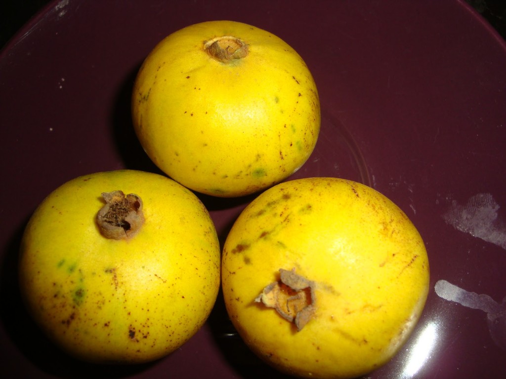 Chamba: estudio sobre su maduración – Huertas Urbanas