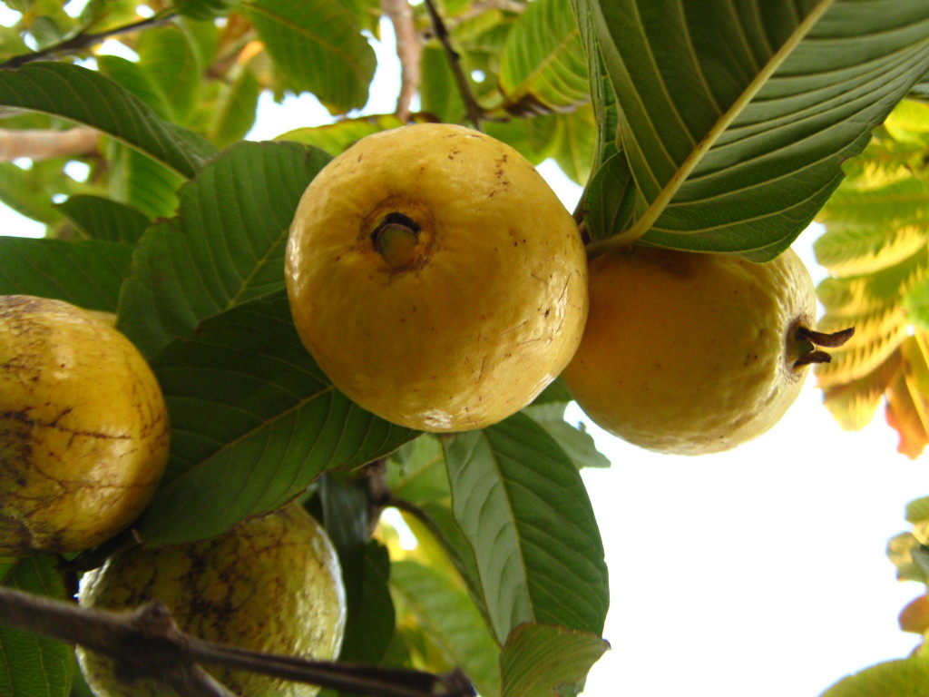 Árbol de guayaba en venta: mercado libre, vivero bosque de alimentos ...