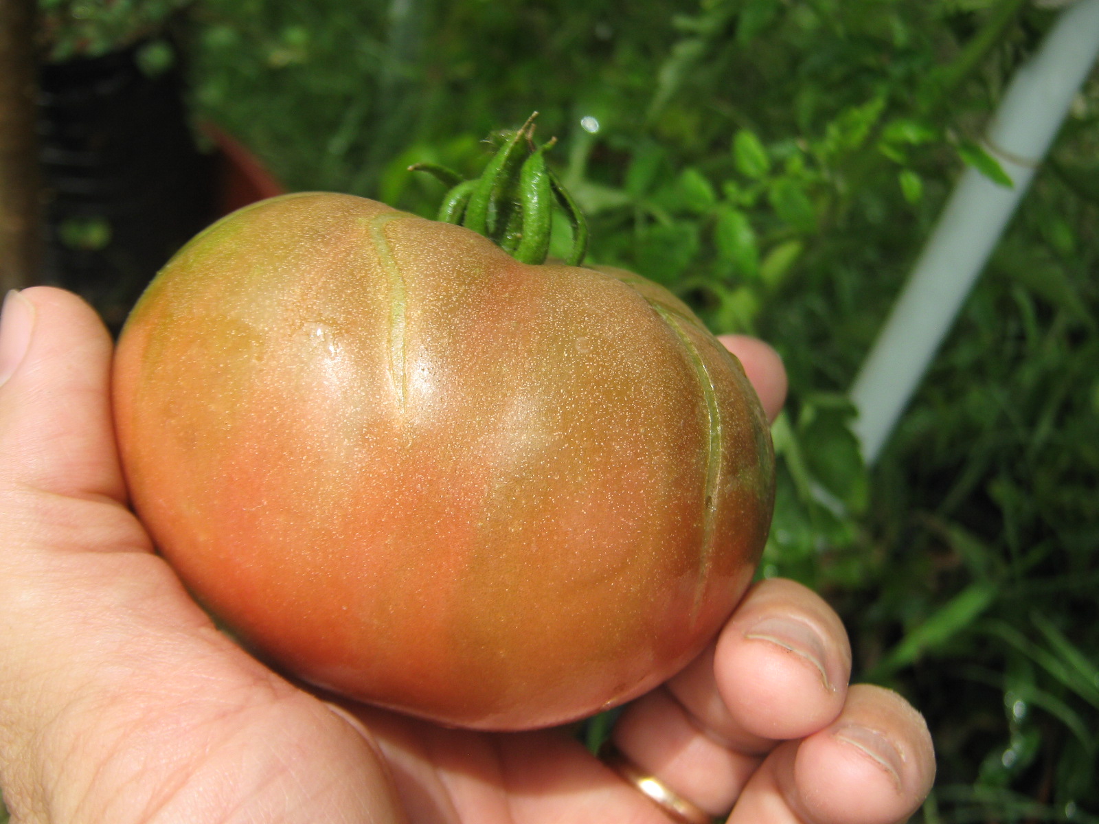 primeros tomates large barred boar – Huertas Urbanas