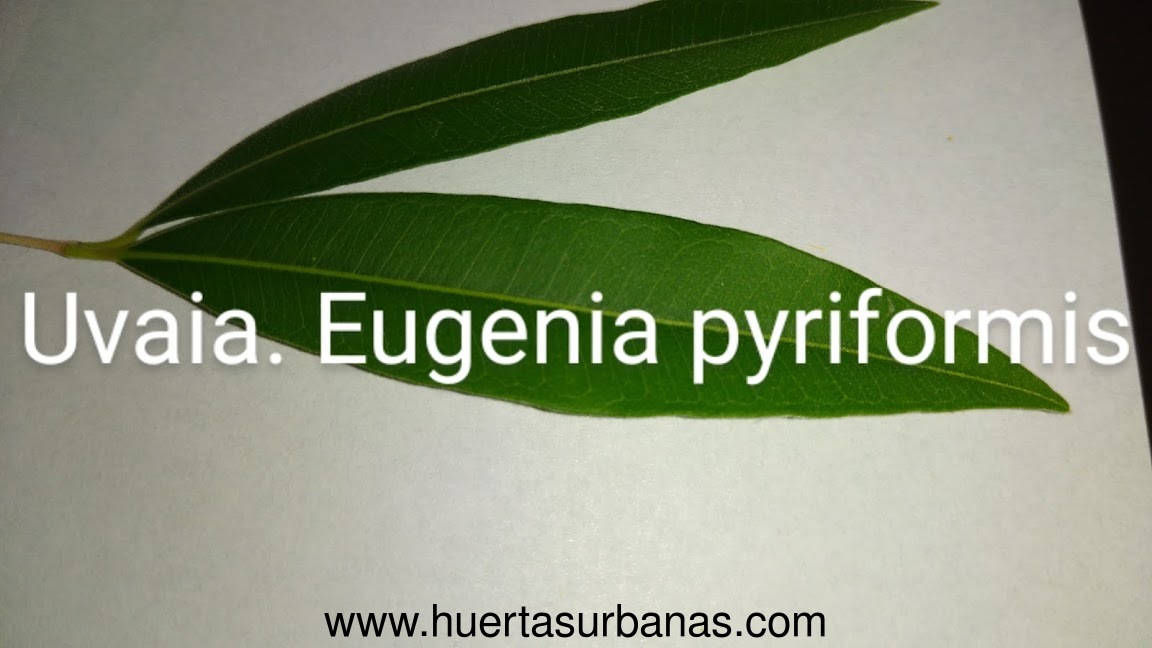 Cosecha de Ubajay y diferencia entre Ubajay y Uvaia – Huertas Urbanas