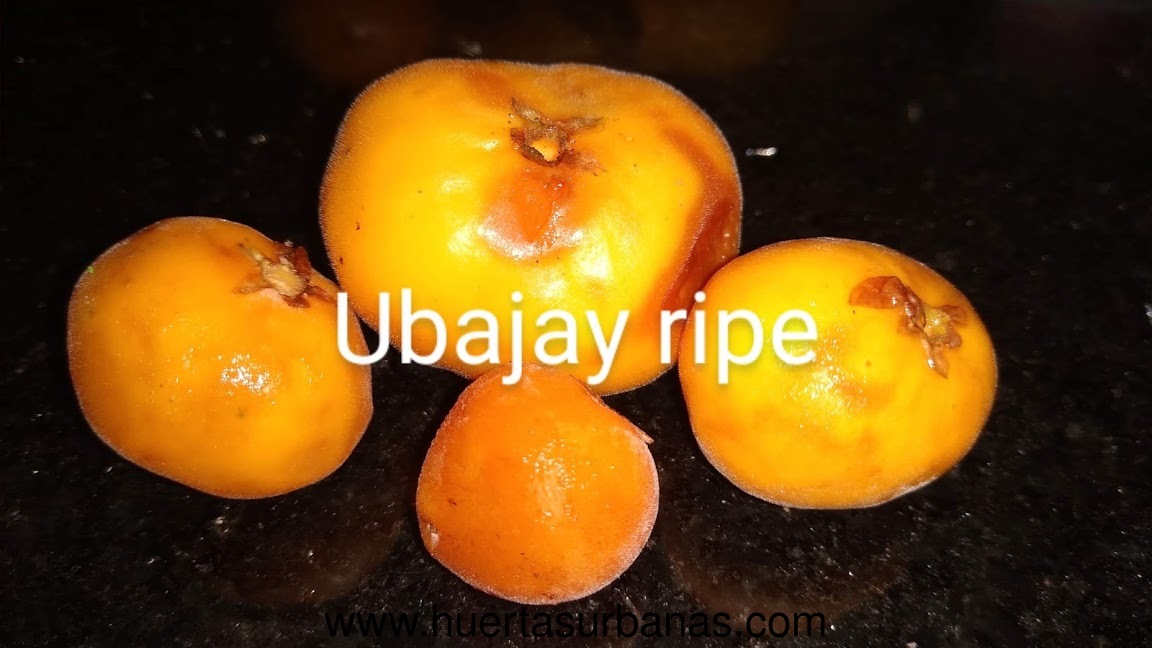 Cosecha de Ubajay y diferencia entre Ubajay y Uvaia – Huertas Urbanas