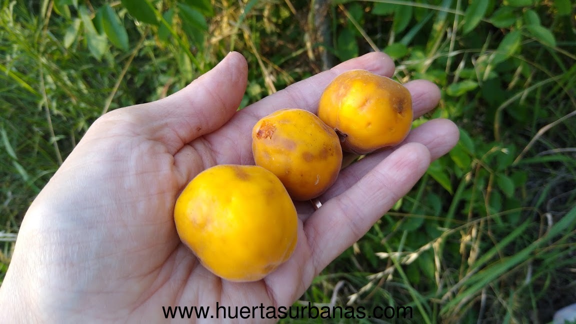 Cosecha de Ubajay y diferencia entre Ubajay y Uvaia – Huertas Urbanas