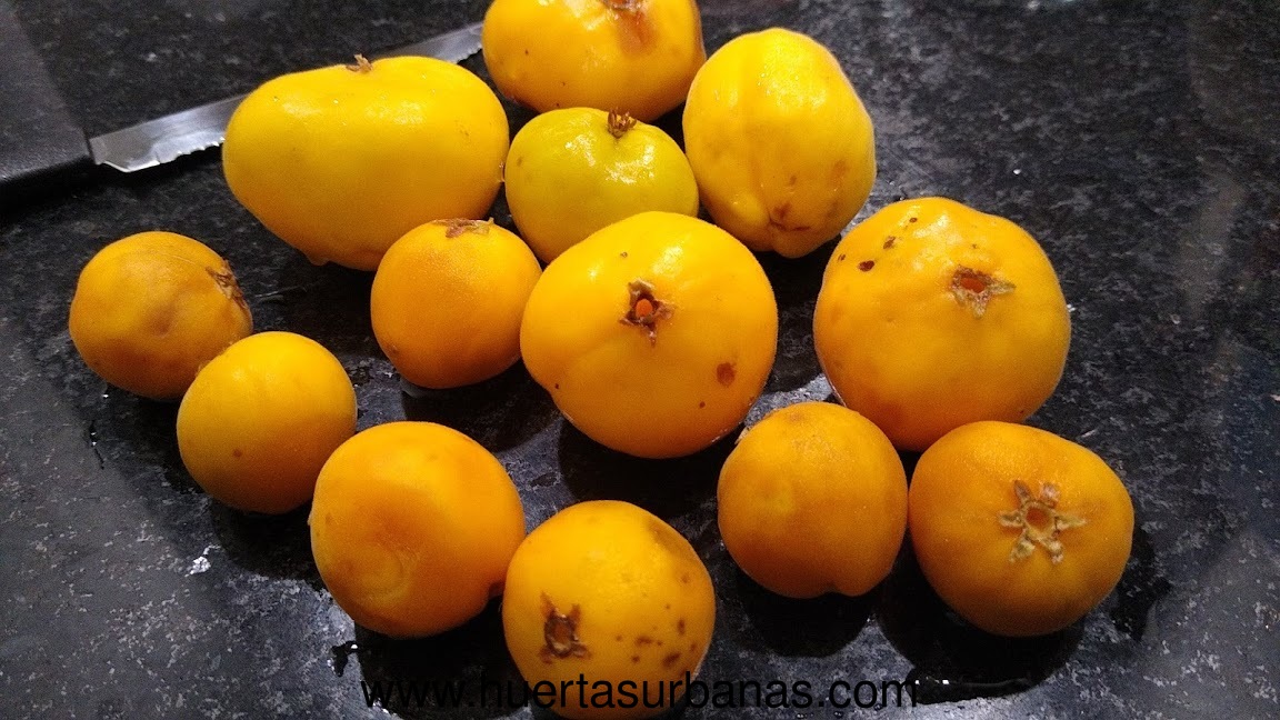 Cosecha de Ubajay y diferencia entre Ubajay y Uvaia – Huertas Urbanas