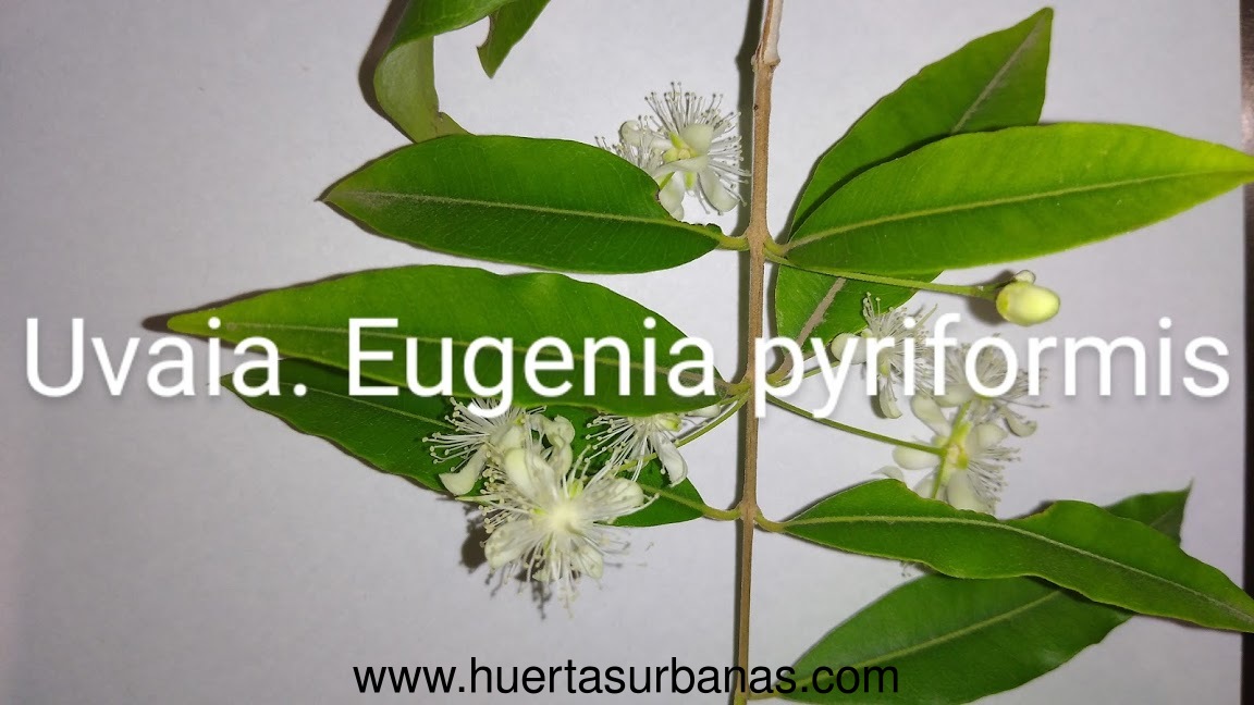 Cosecha de Ubajay y diferencia entre Ubajay y Uvaia – Huertas Urbanas