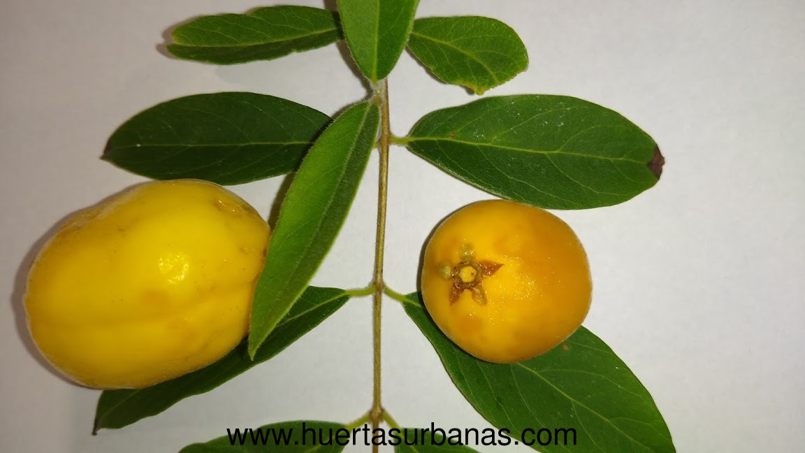 Cosecha de Ubajay y diferencia entre Ubajay y Uvaia – Huertas Urbanas