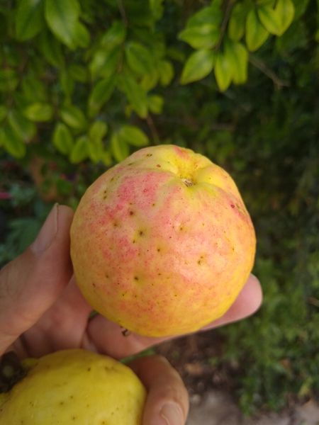 Tropical guava white reddish apple guava (Psidium guajava) – Huertas ...