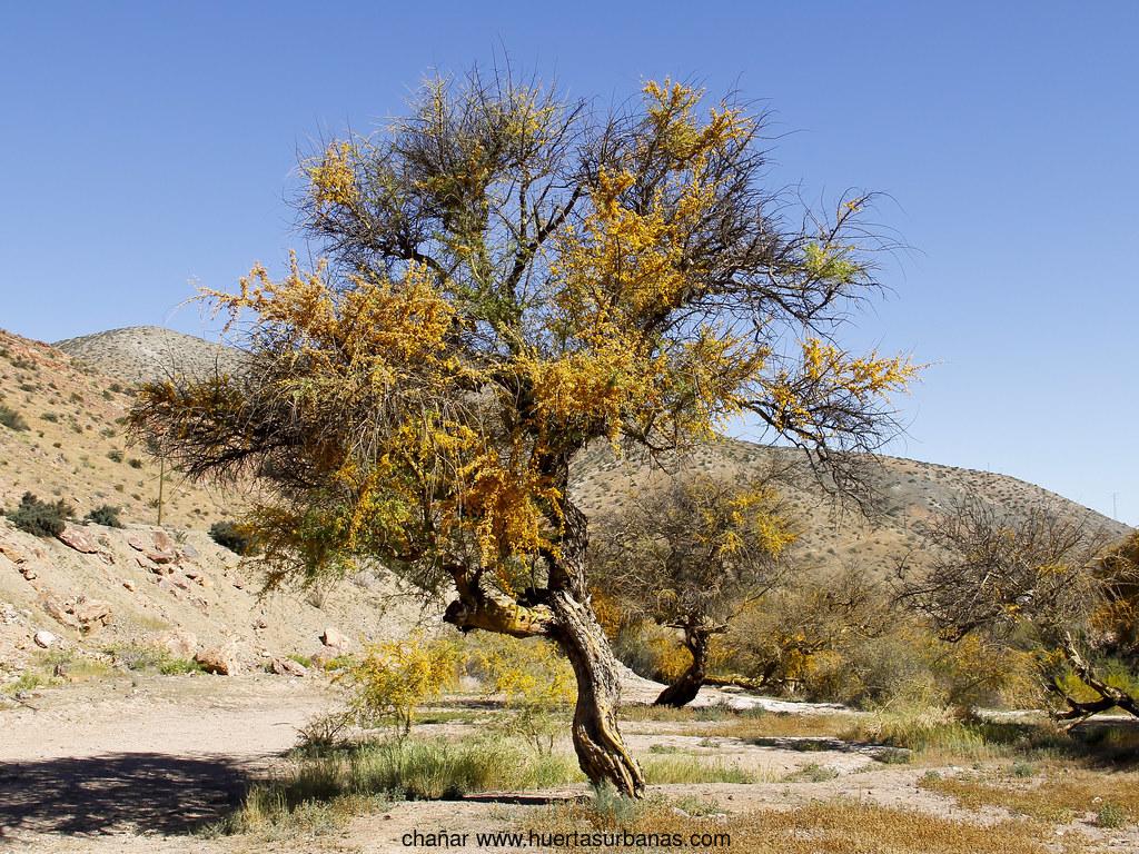 Big Chañar, (Geoffroea decorticans) – Huertas Urbanas