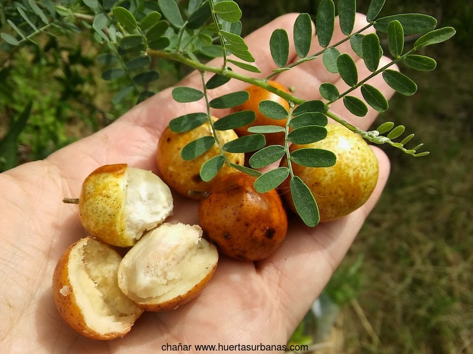 Big Chañar, (Geoffroea decorticans) – Huertas Urbanas